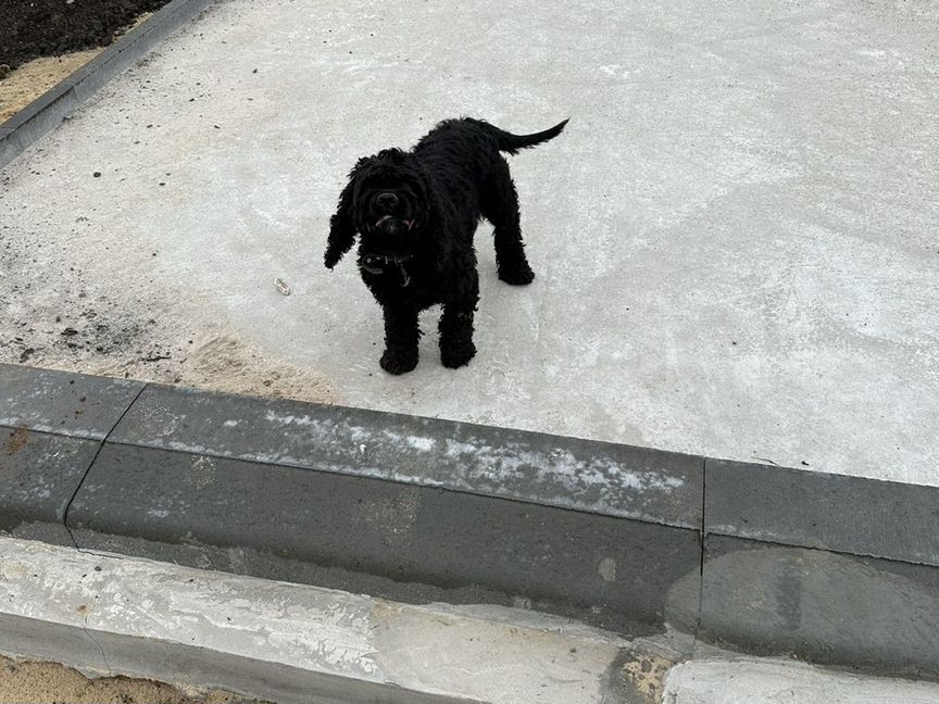 Собака в добрые руки отдам бесплатно