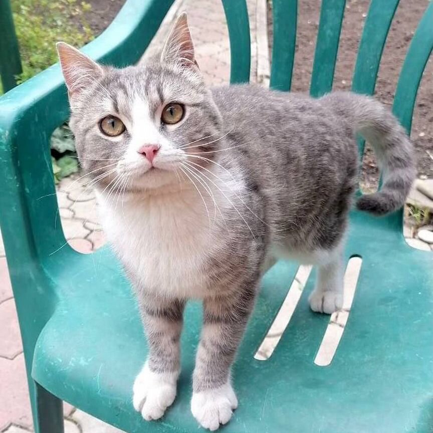 Котенок. Мальчик