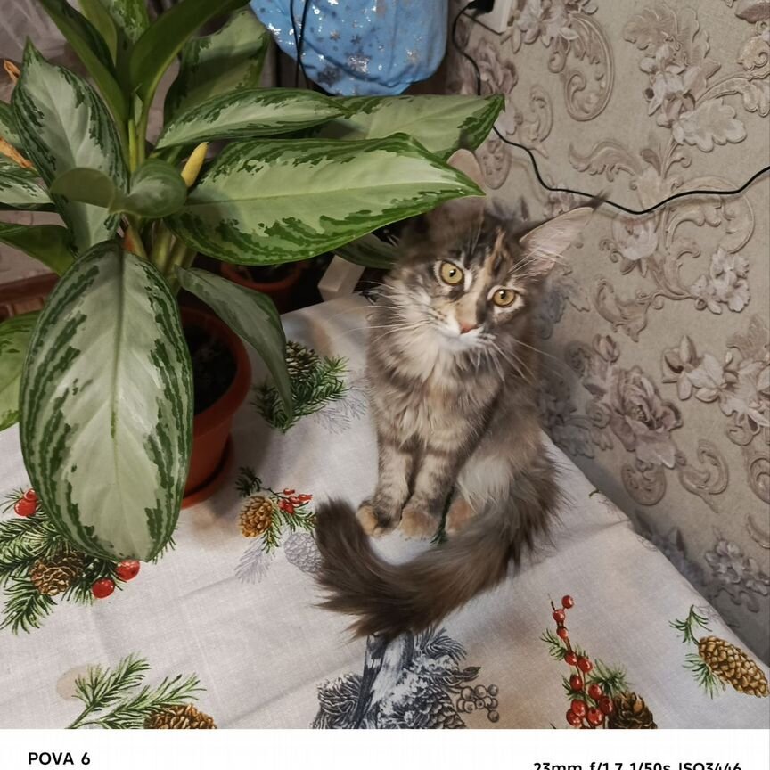 Мейн-кун котёнок