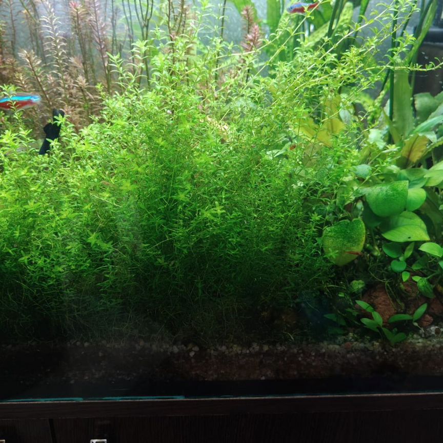 Аквариумное растение