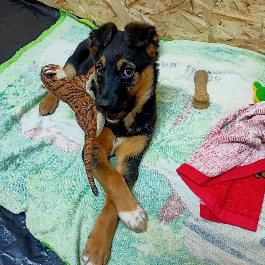 Щенок в добрые руки