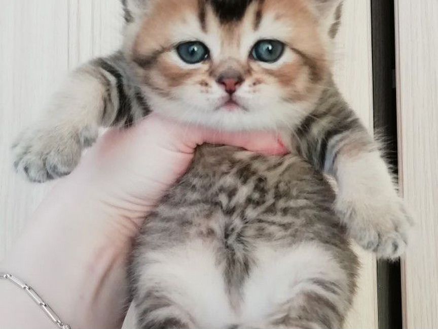 Шотландские плюшевые котята