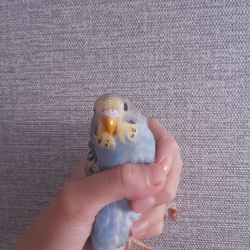 Волнистый попугай