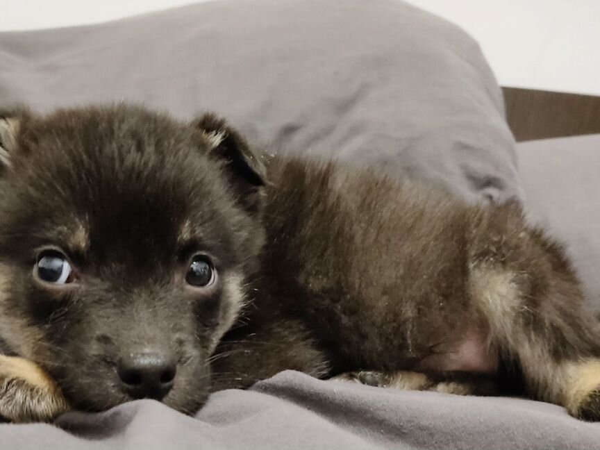 Щенок в добрые руки