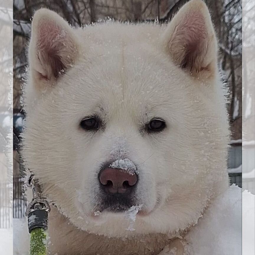 Вязка собак акита ину