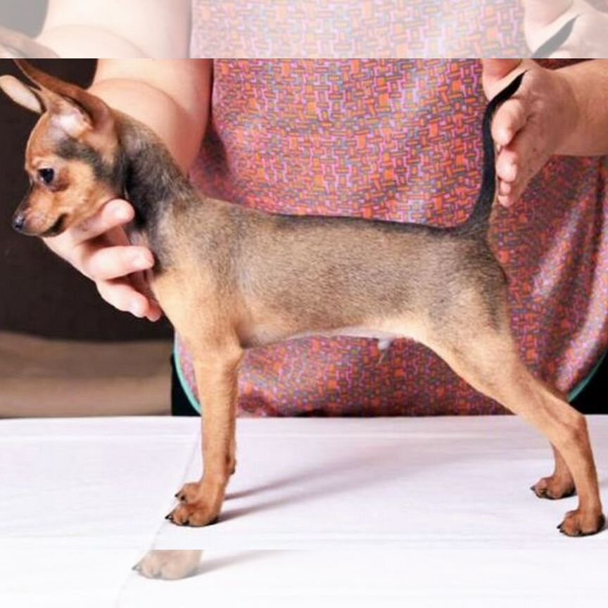 Русский той-терьер, щенок