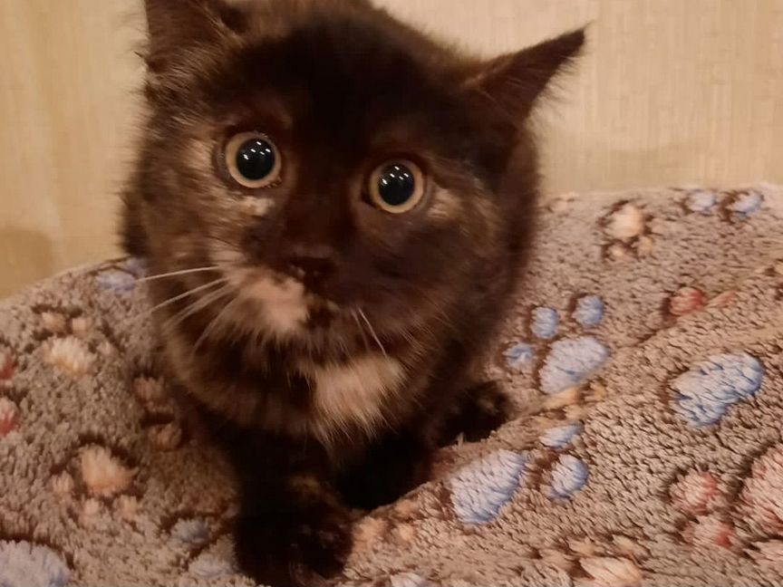 Кошечка 2,5 месяца