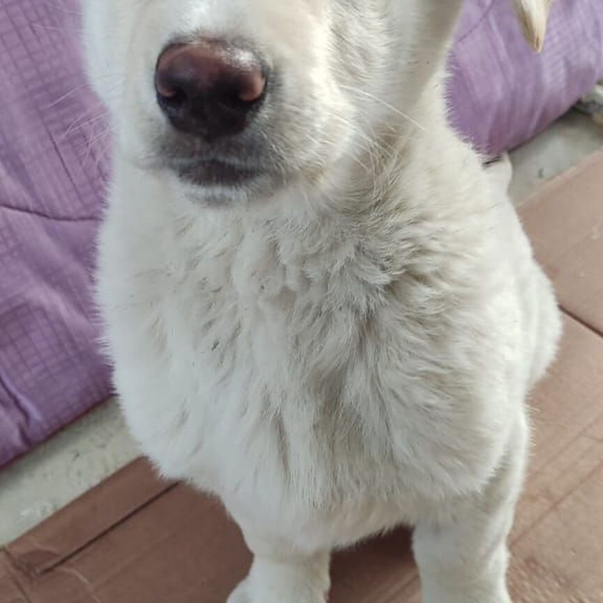 Щенок в добрые руки