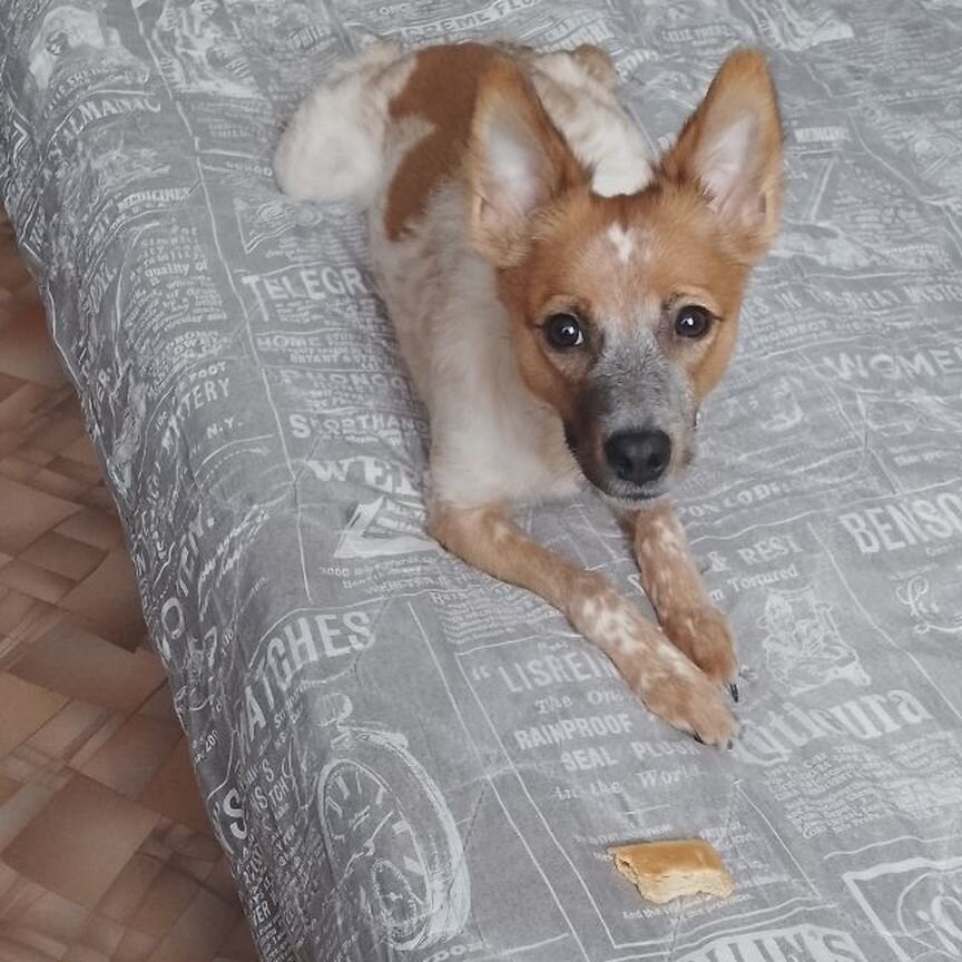 Домашние животные собаки