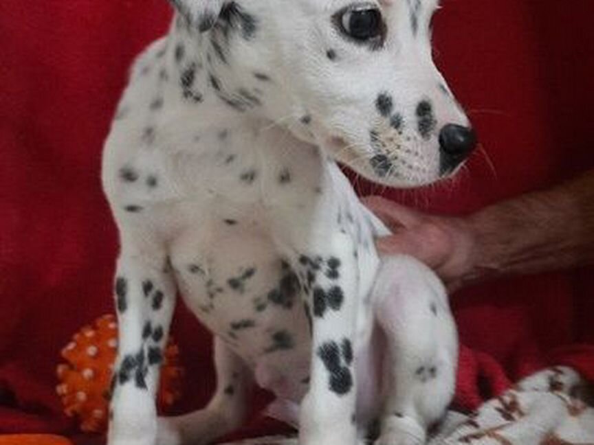 Джоник ищет дом