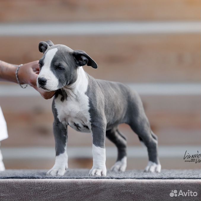 Девочка 2,5 месяца AST-RKF - шоу перспектива