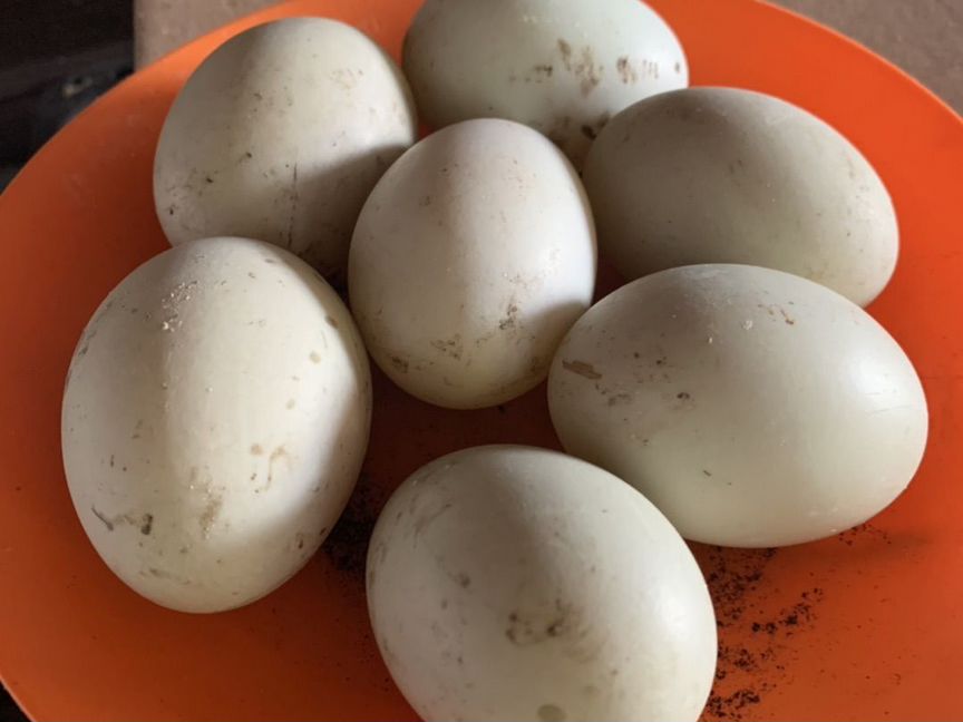 Инкубационные яйца уток Индийский бегунок