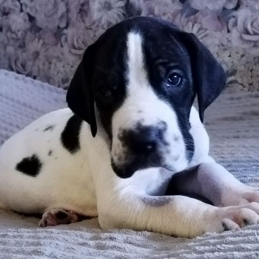 Немецкий дог, щенок