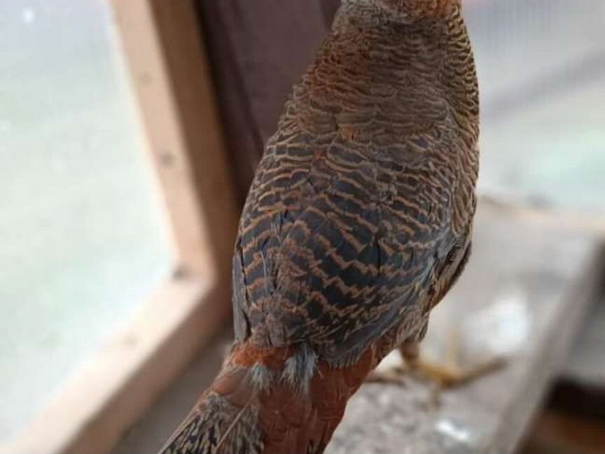 Золотой фазан