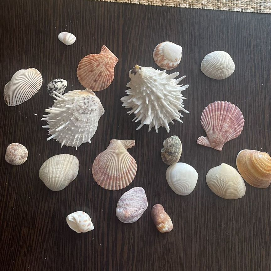 Морские ракушки раковины