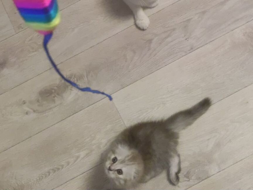 Шотландская вислоухая кошка