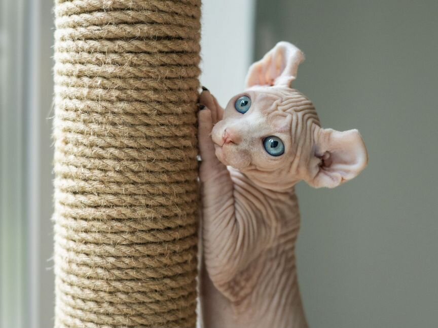 Канадский сфинкс котенок