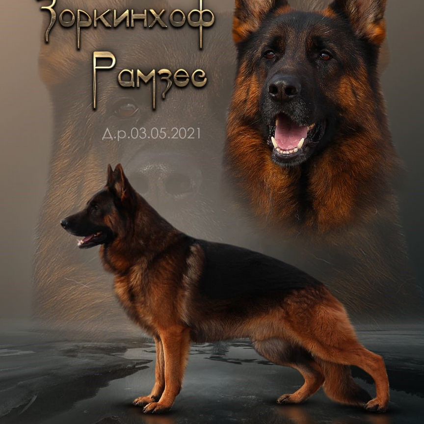 Шикарный кобель немецкой овчарки