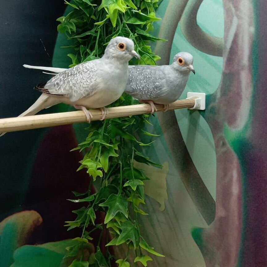 Бриллиантовая горлица