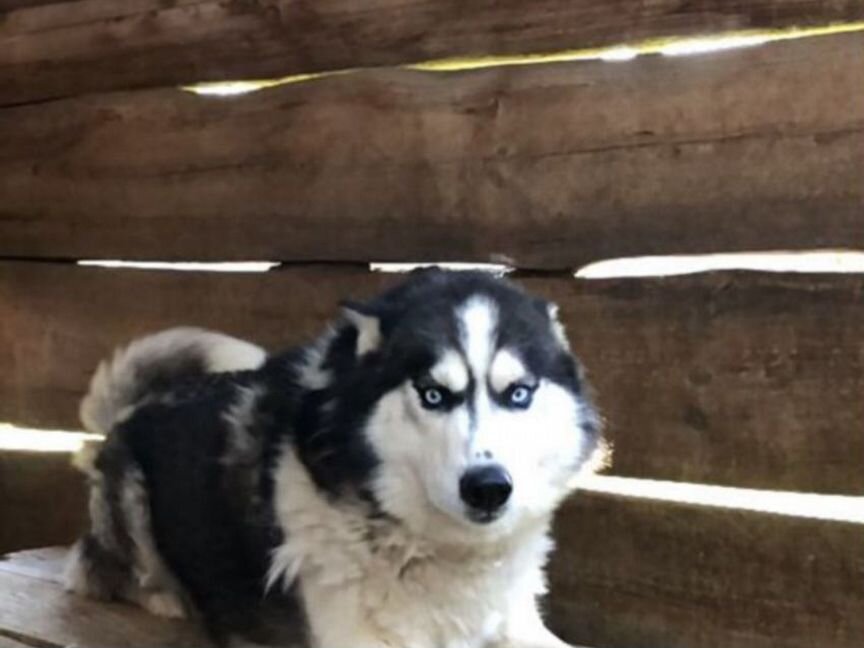 Сибирский хаски