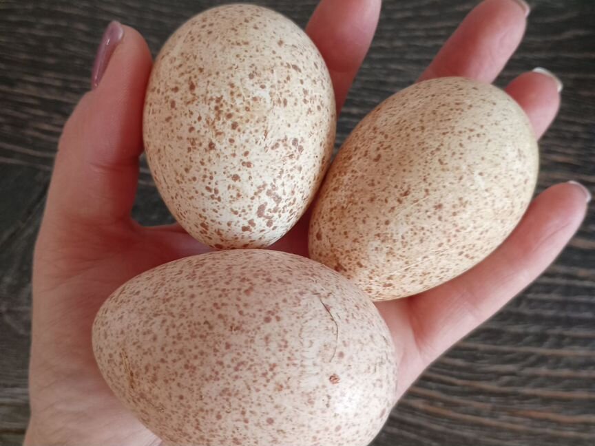 Инкубационное яйцо индейка