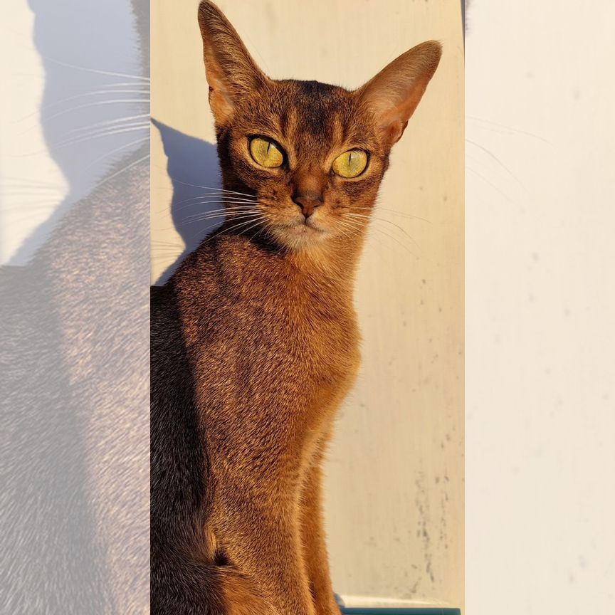 Абиссинская кошка, вязка