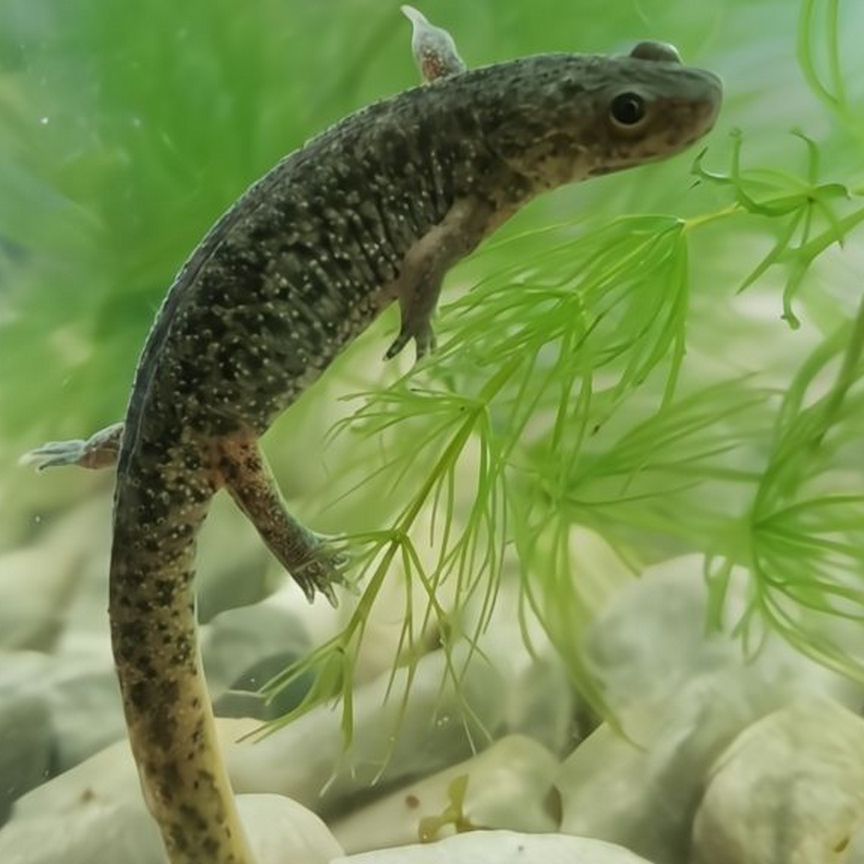 Тритон испанский аквариумный