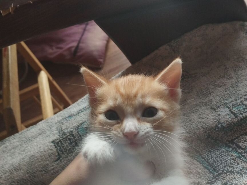 Рыжий котенок мальчик короткошерстный