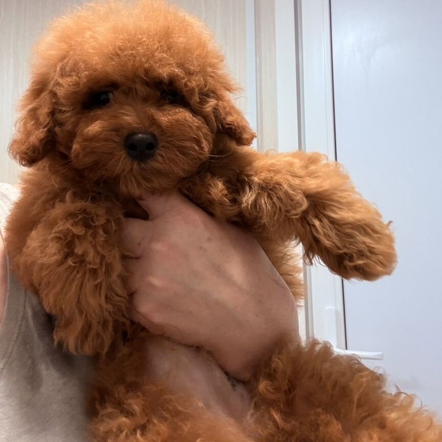 Той-пудель, щенок