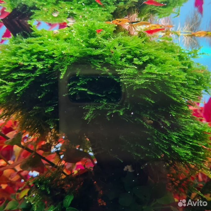 Плакучий мох (weeping moss)