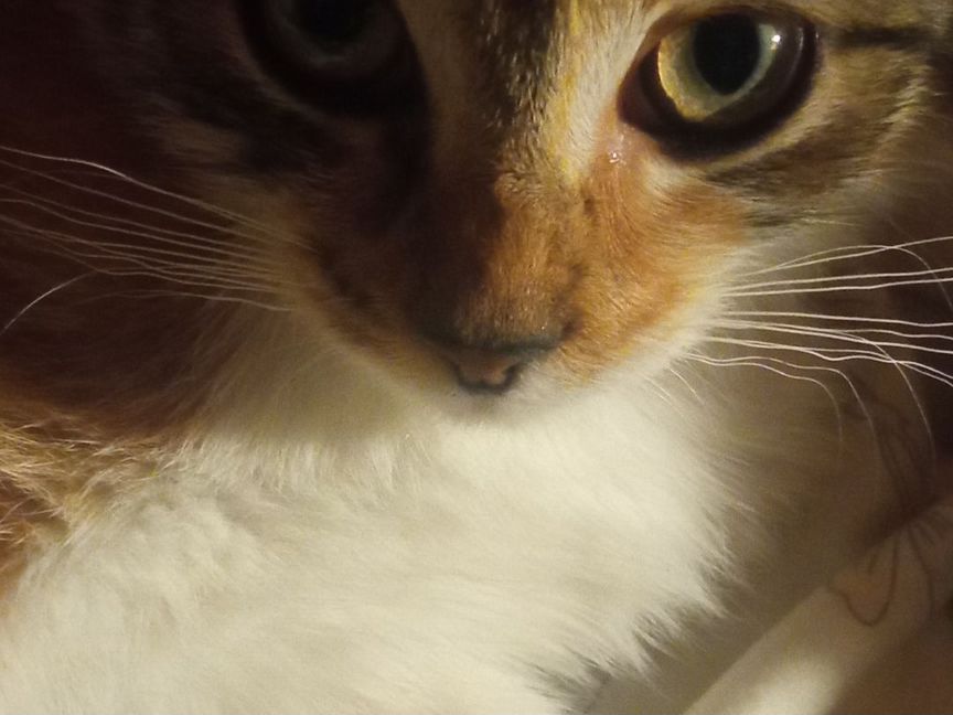 Отдам котëнка в добрые руки