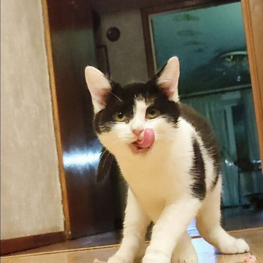 Котенок 4.5 месяца