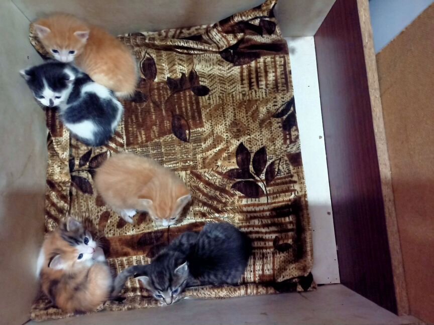 Котята в добрые руки, бесплатно