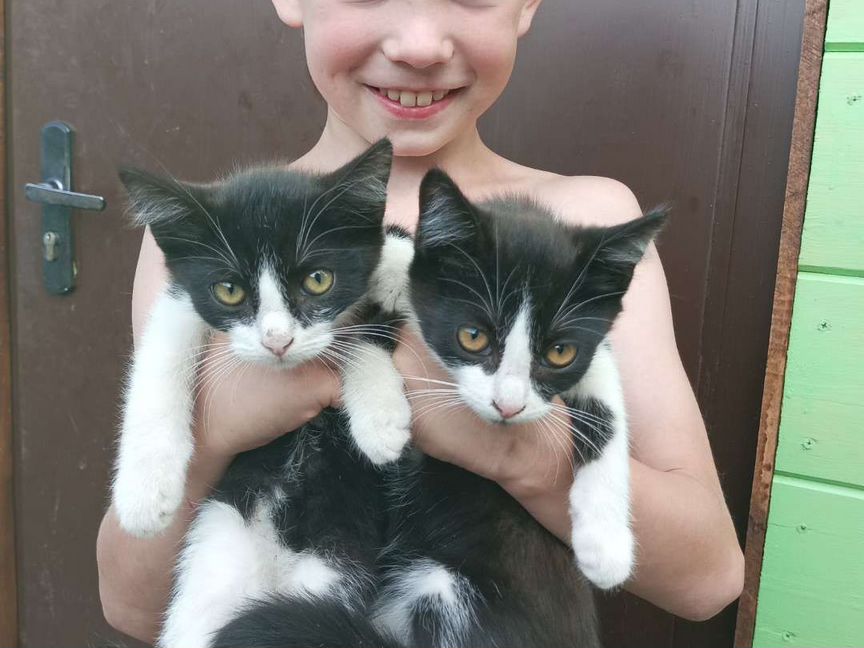 Кошка в дар бесплатно