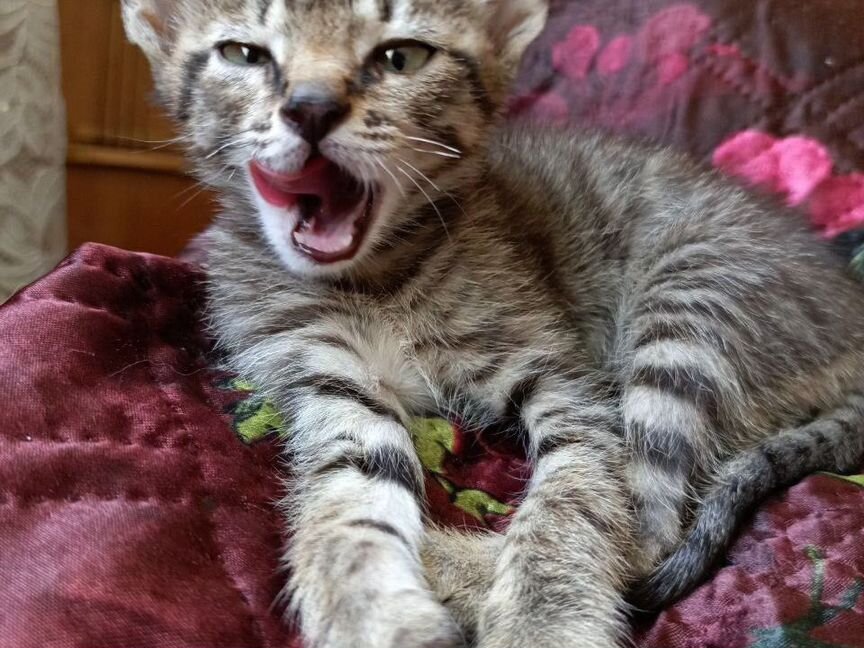 Кот