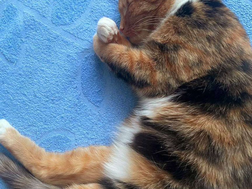 Кошки в добрые руки за шоколадку