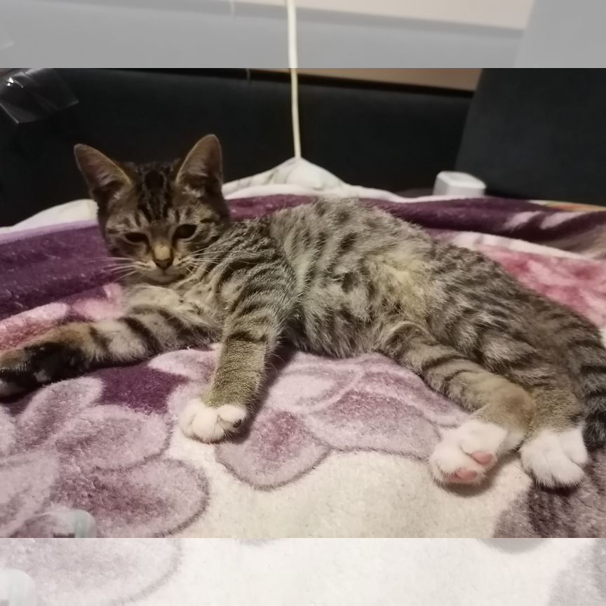 Котёнок