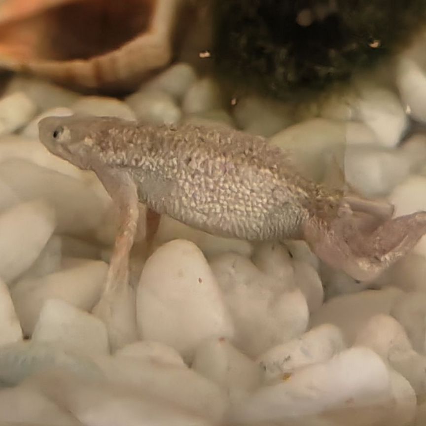 Лягушка амфибия аквариумная