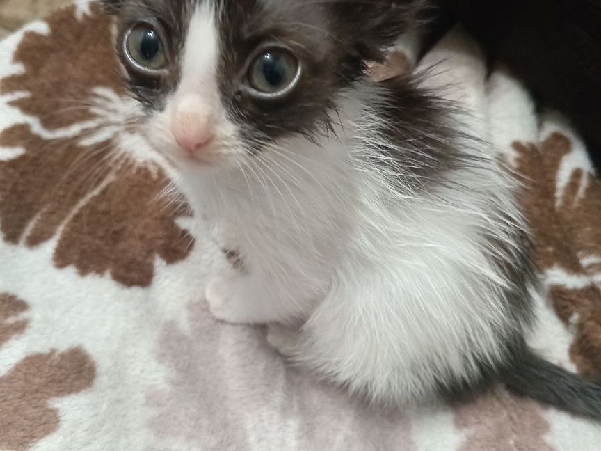 Кошки в добрые руки