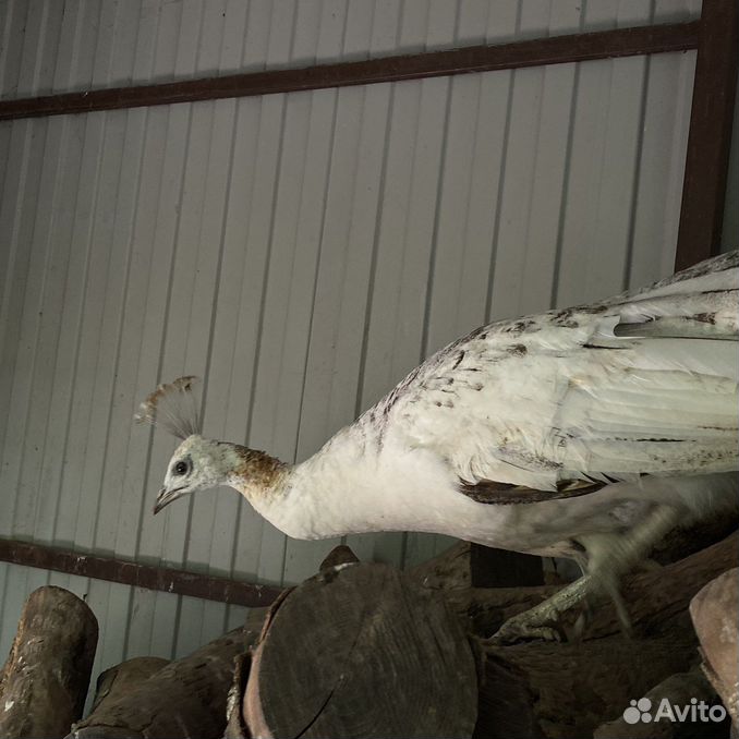 Павлины продажа