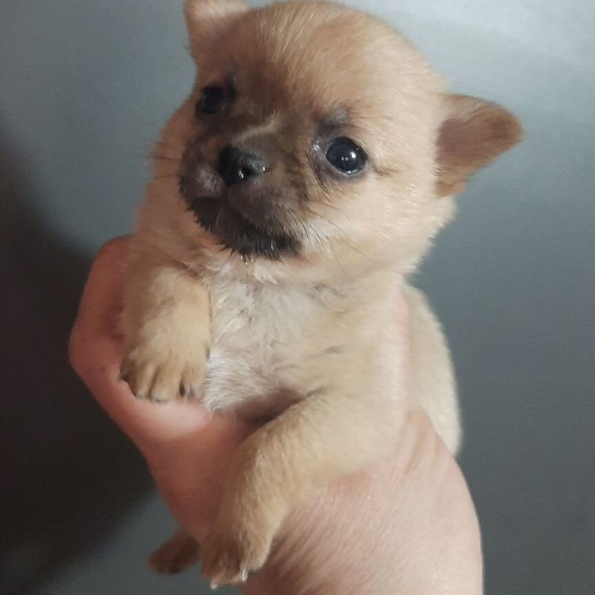 Помчи, щенок