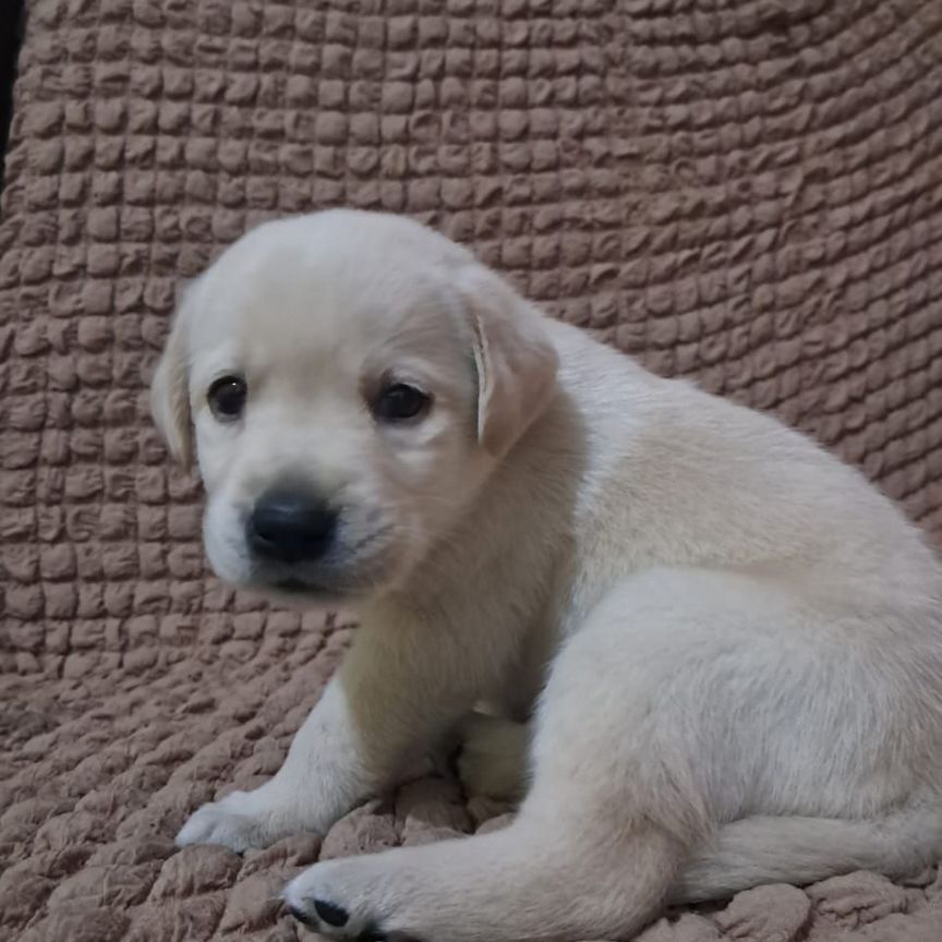 Лабладор палевый