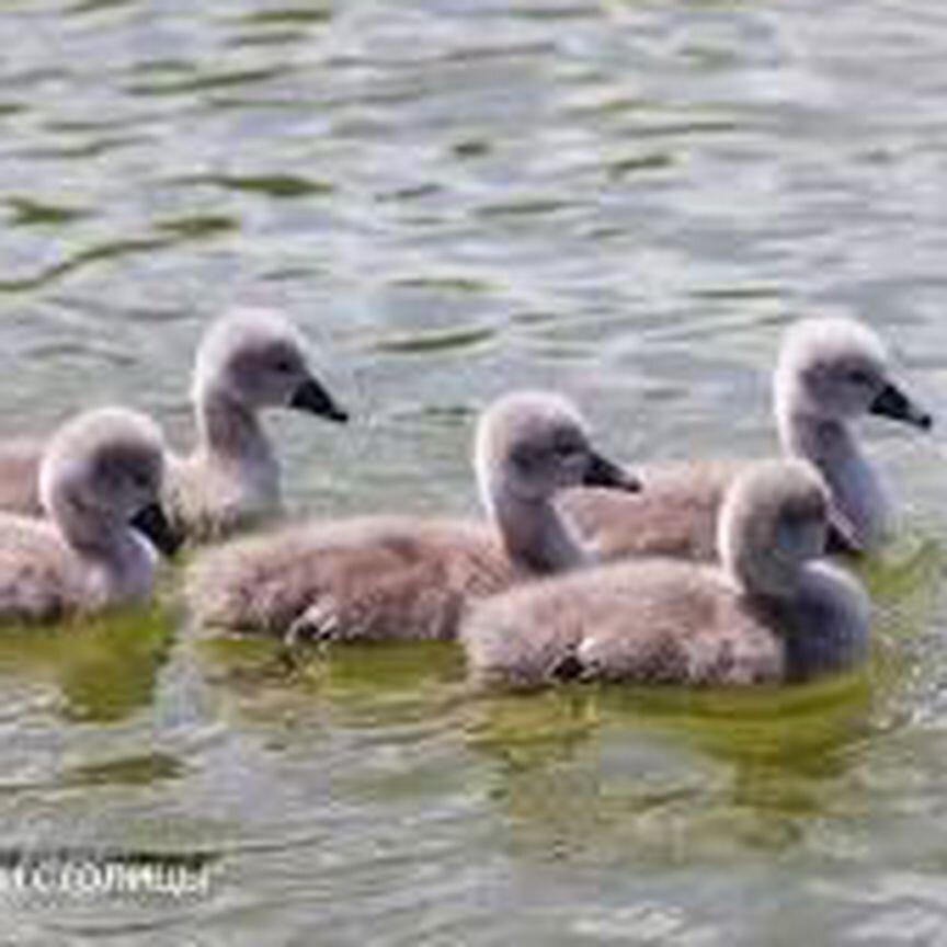 Продам лебедят