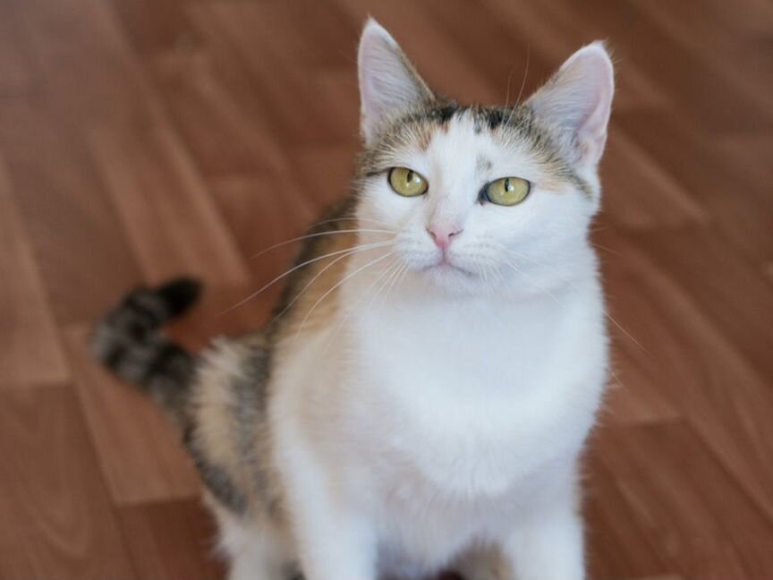 Марго - красивая, умная добрая кошка