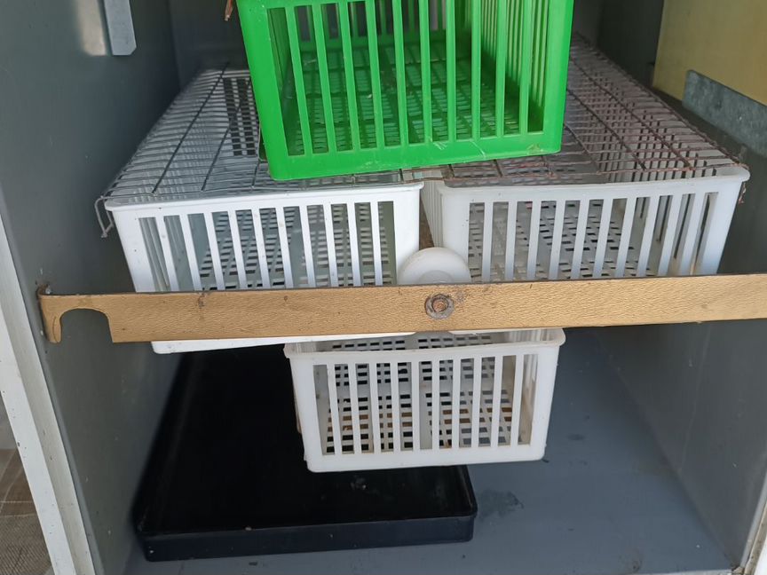 Инкубатор петушок