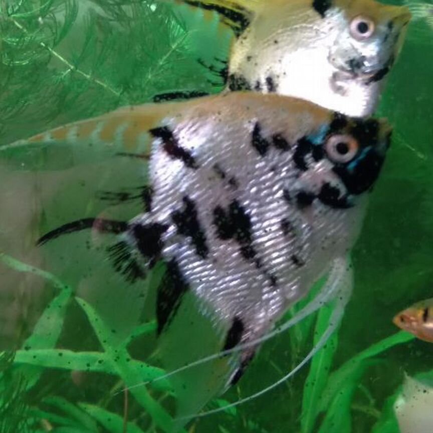 Скалярии. Пары семейные