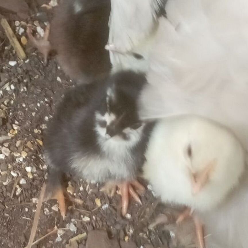 Цыплята суточные несушки