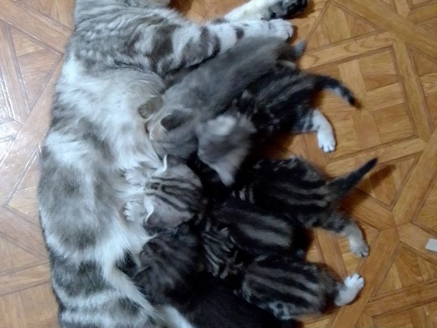 Шотландские котята