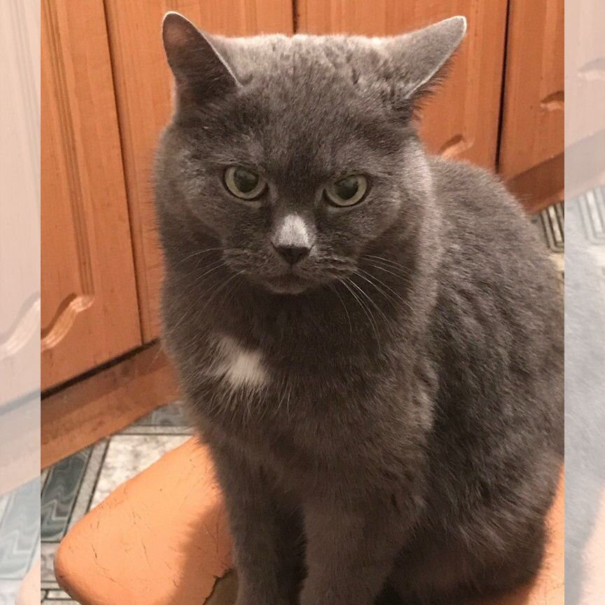 Британская короткошёрстная, взрослая кошка