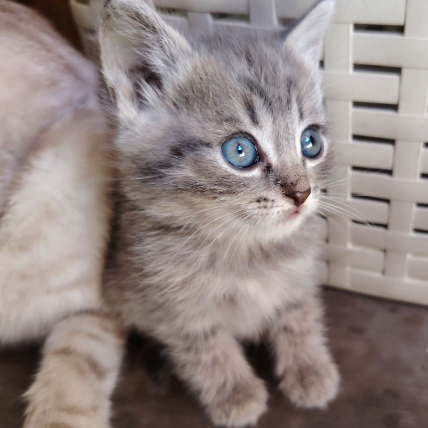 Шотландский вислоухий короткошёрстный котёнок